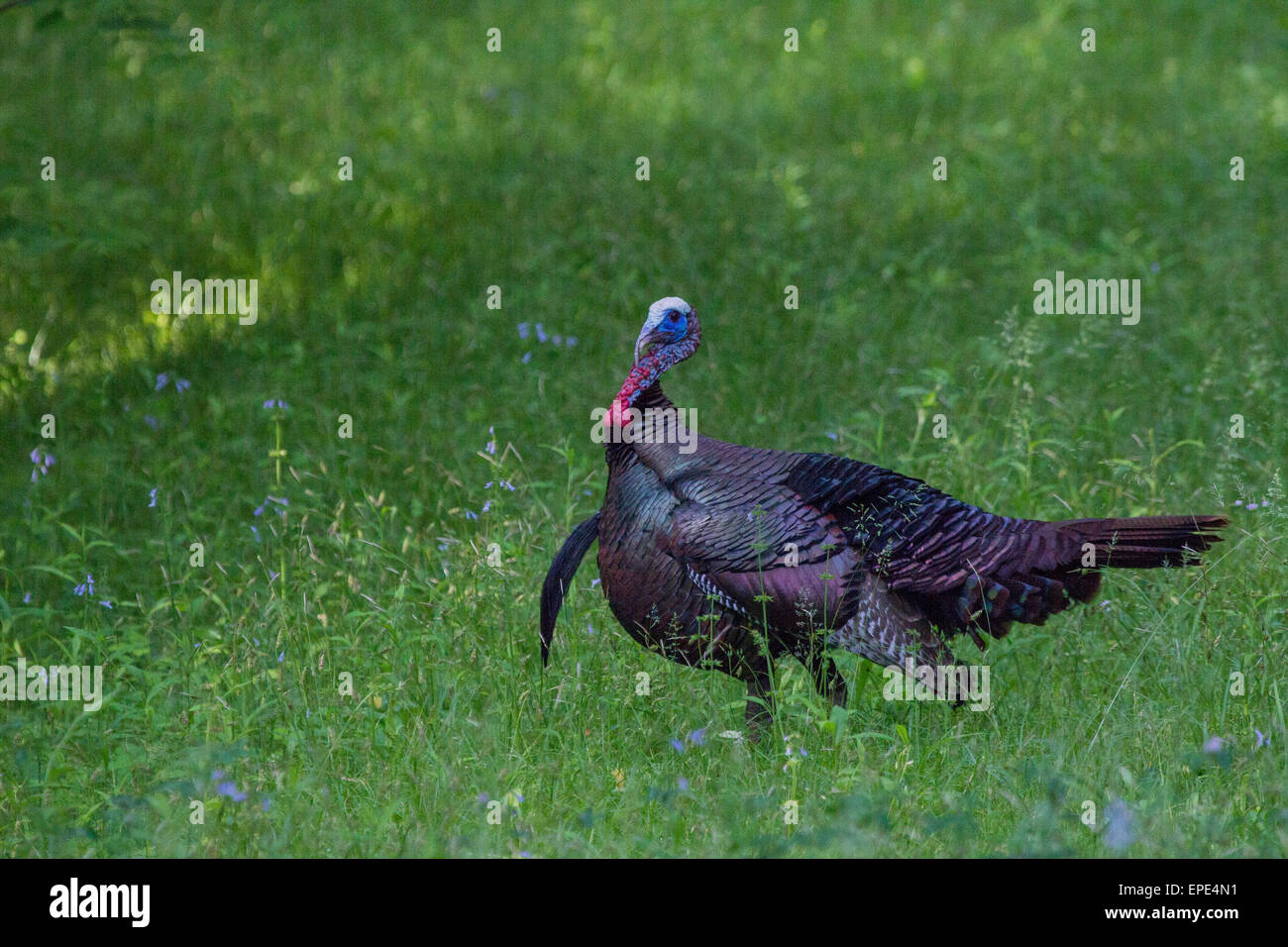 Eastern wild turkey strutting hi-res stock photography and images - Alamy