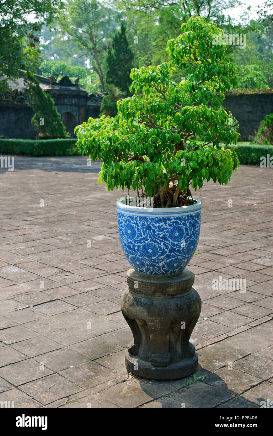 Miniature tree in a porcelain pot in temple grounds, Hue, Vietnam - A ...