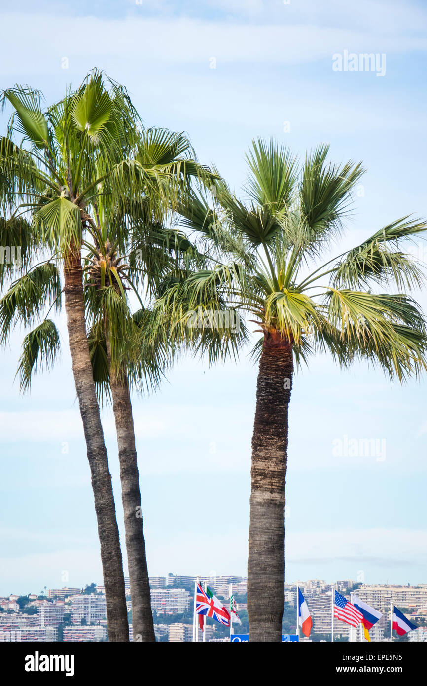 Palm Trees at Nice Stock Photo - Alamy