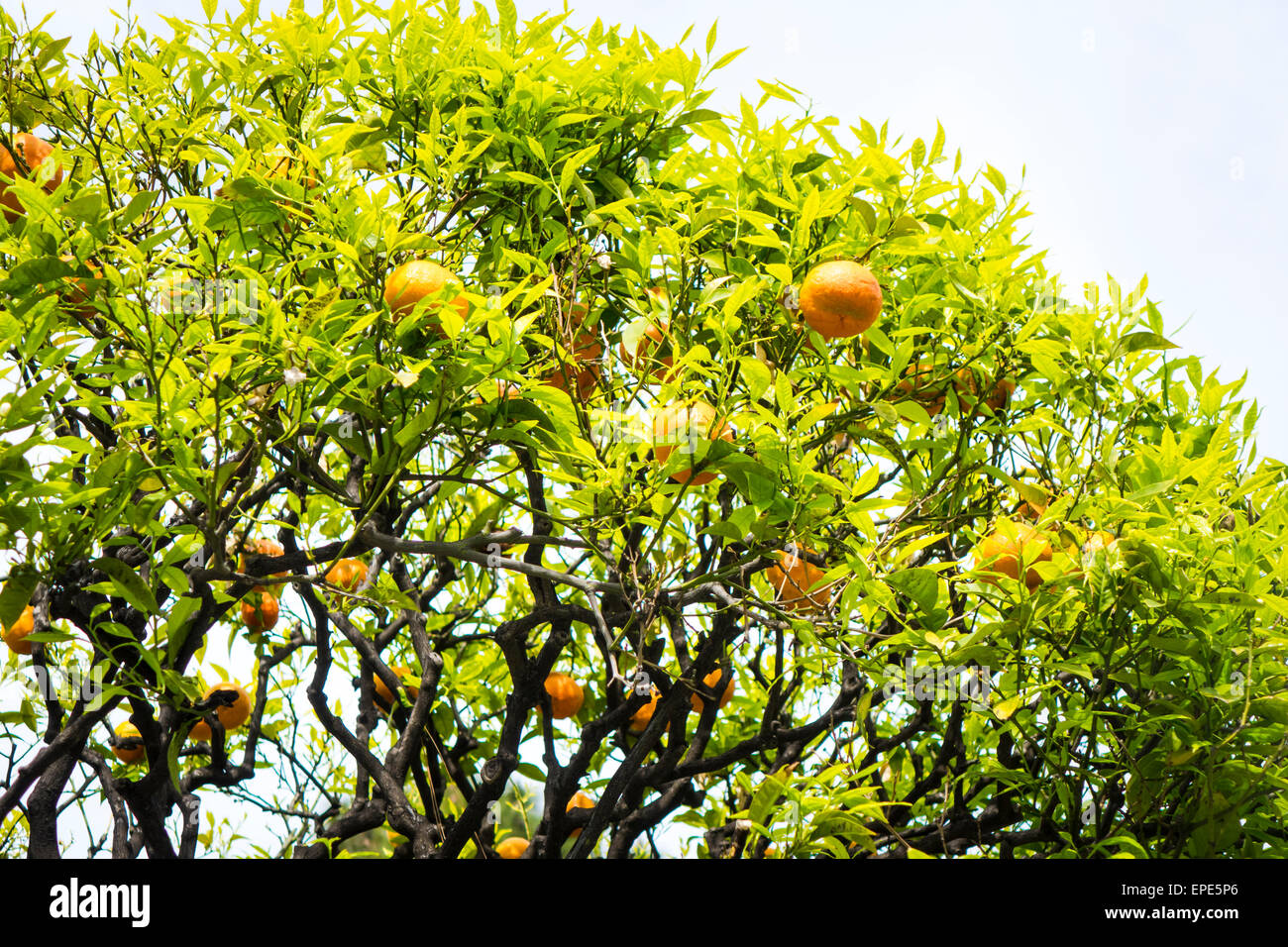 orange tree Nice Stock Photo - Alamy