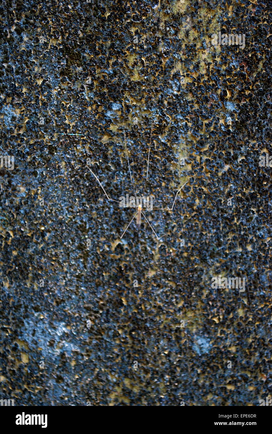 Vietnamese spider hi-res stock photography and images - Alamy