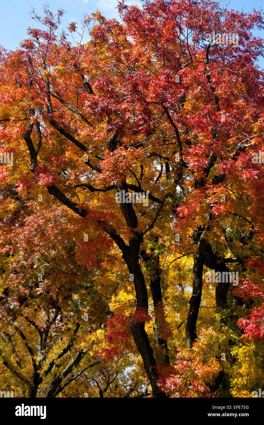 Chinese fall foliage hi-res stock photography and images - Alamy