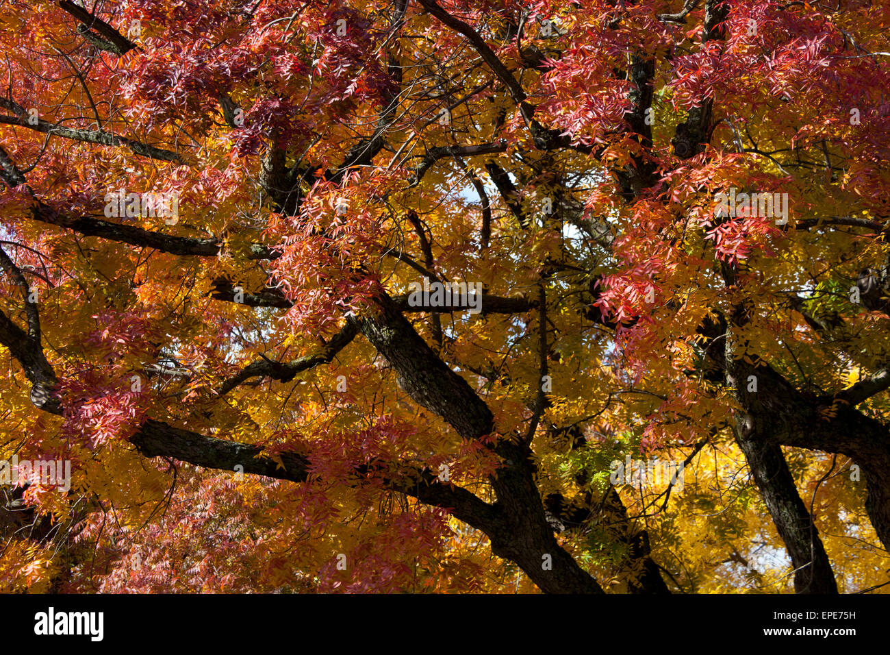 Chinese fall foliage hi-res stock photography and images - Alamy