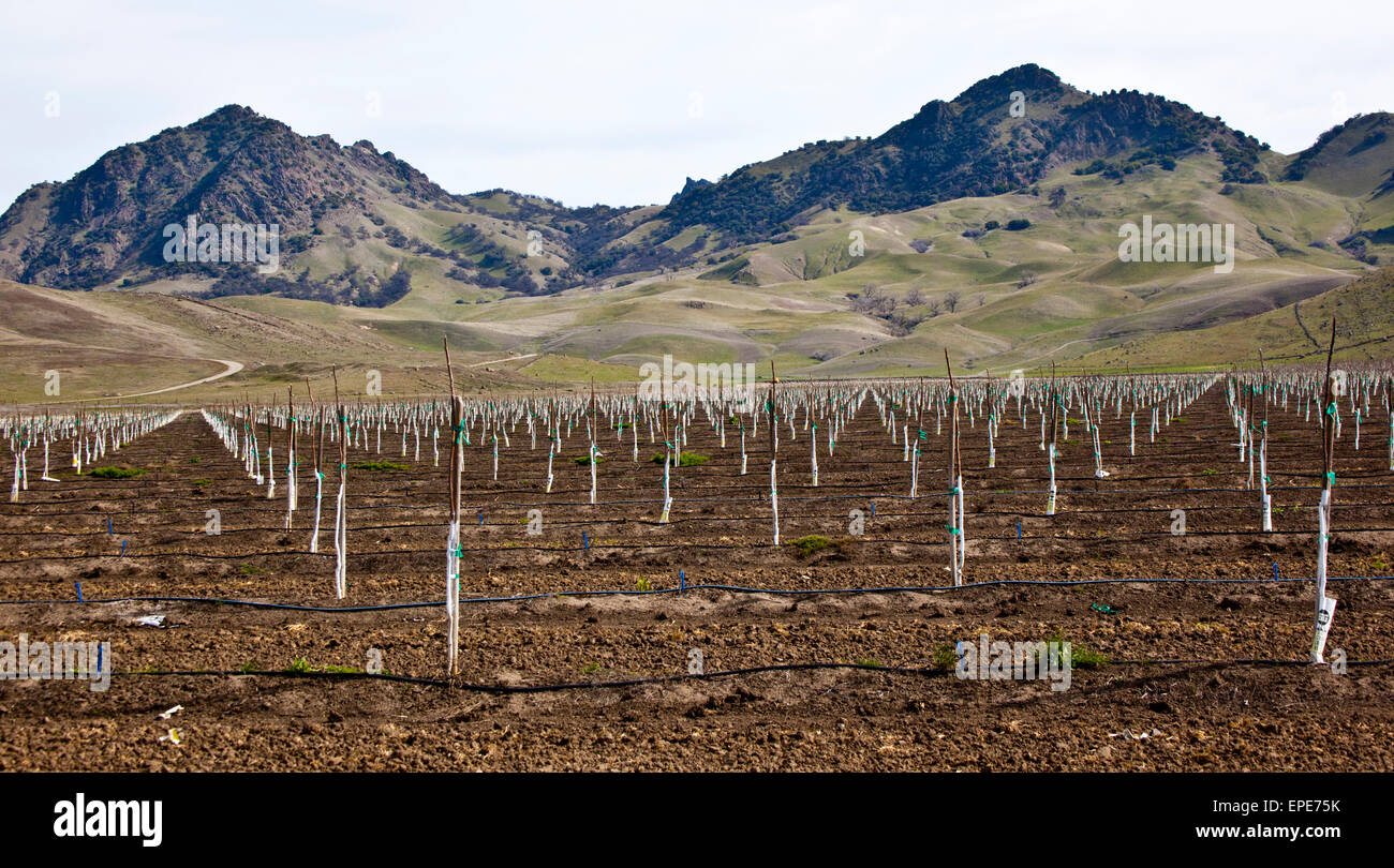 a newly planted orchard near Sutter Buttes Stock Photo - Alamy