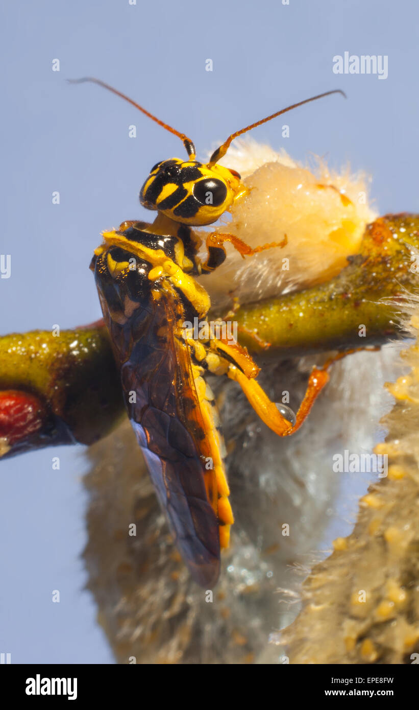 Encyclopedia insect encyclopedia insect pests hi-res stock photography ...