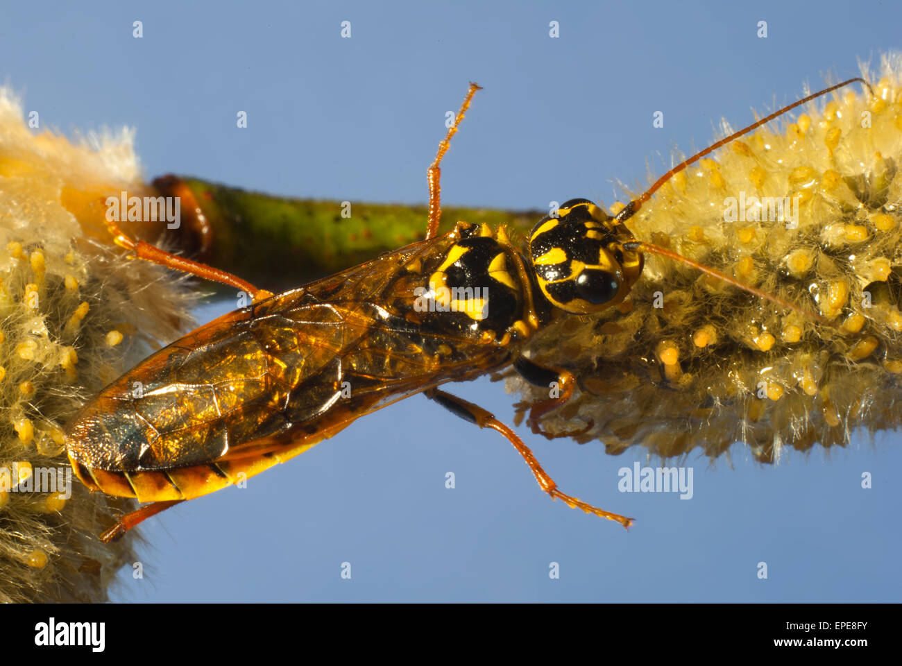 Sawfly acantholyda hi-res stock photography and images - Alamy