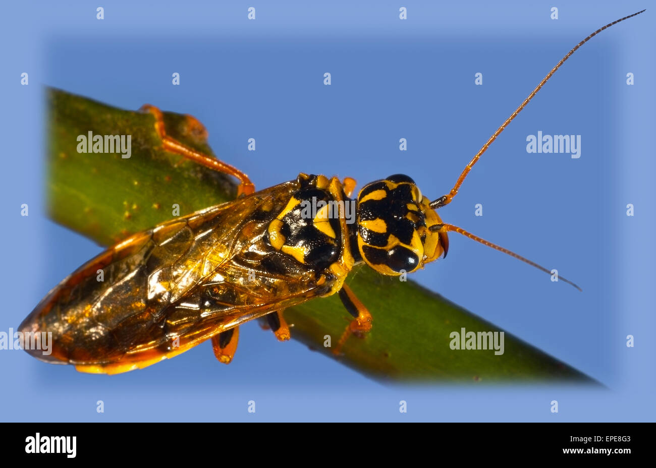 Sawfly acantholyda hi-res stock photography and images - Alamy