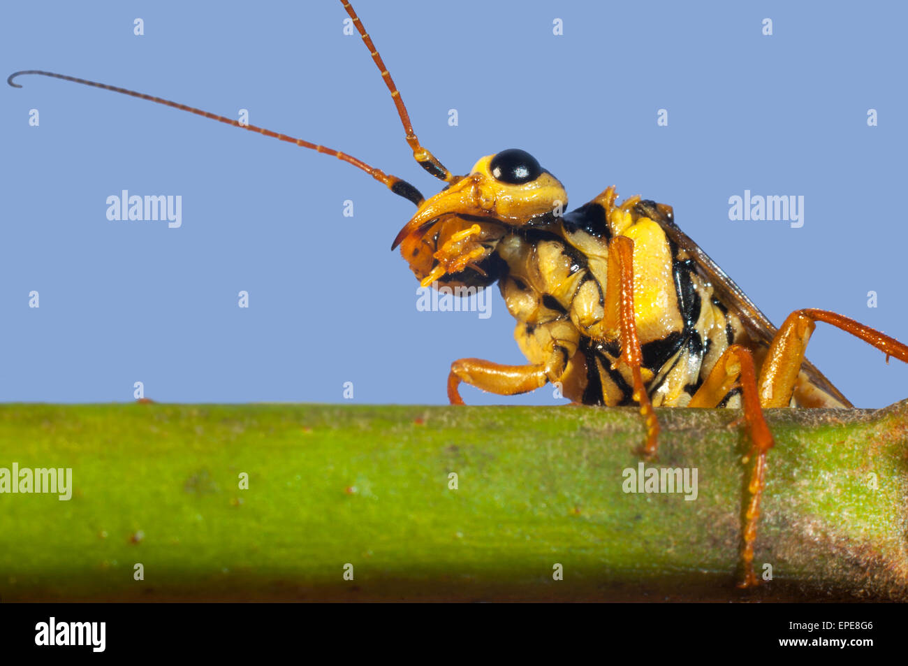 Acantholyda hi-res stock photography and images - Alamy