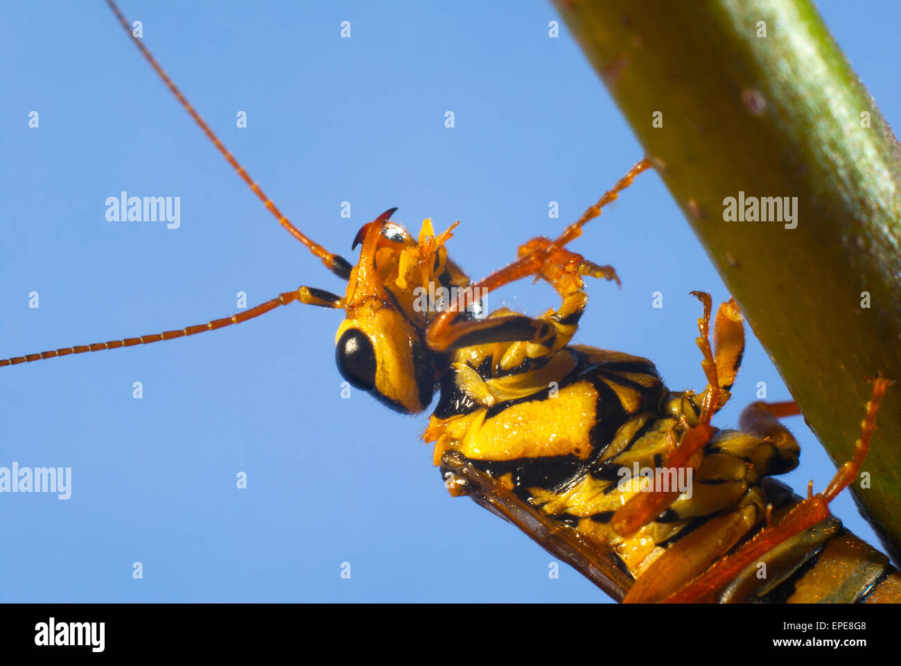 Encyclopedia insect encyclopedia insect pests hi-res stock photography ...