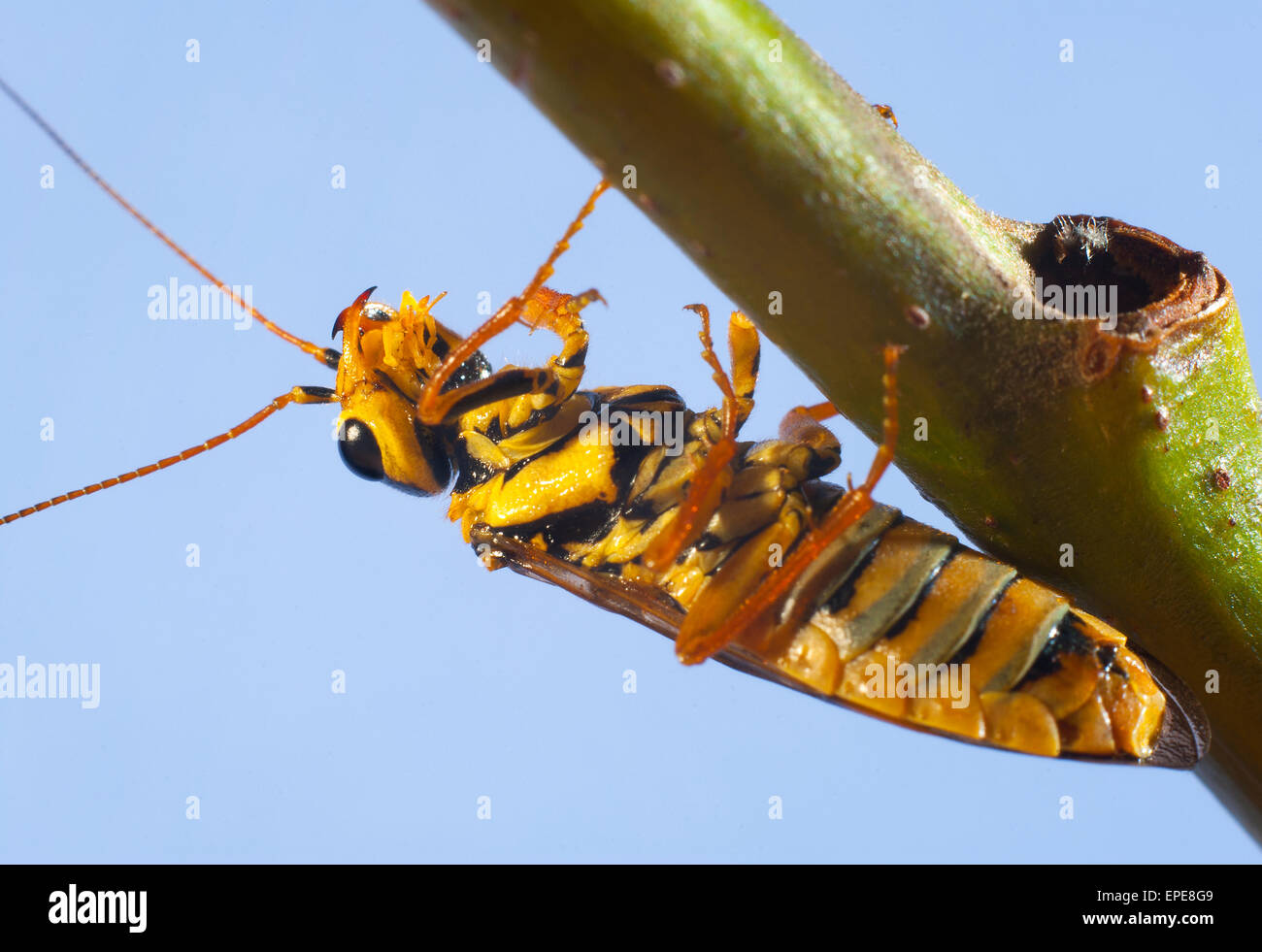 Acantholyda hi-res stock photography and images - Alamy