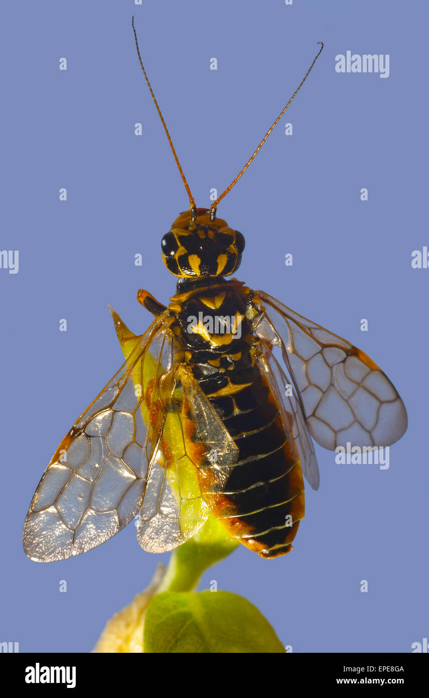 Sawfly acantholyda hi-res stock photography and images - Alamy