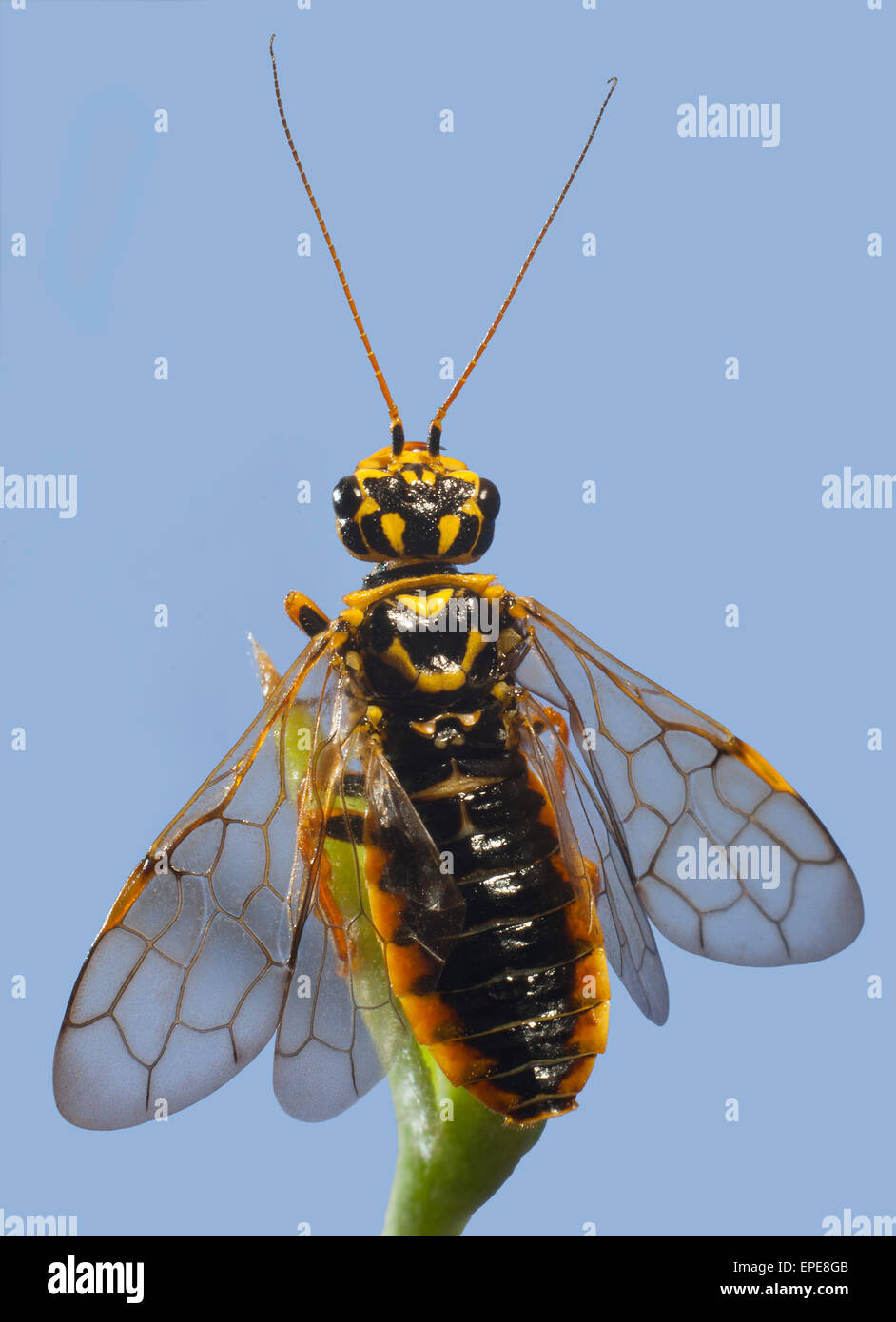 Encyclopedia insect encyclopedia insect pests hi-res stock photography ...