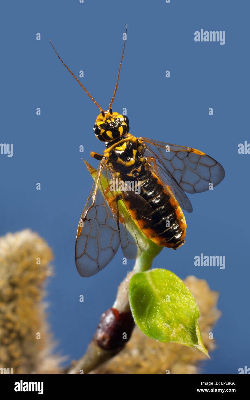 Sawfly acantholyda hi-res stock photography and images - Alamy