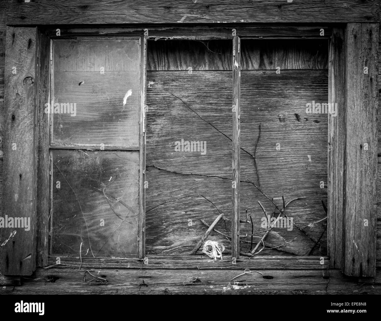 Animal Skull in Barn Window Stock Photo - Alamy
