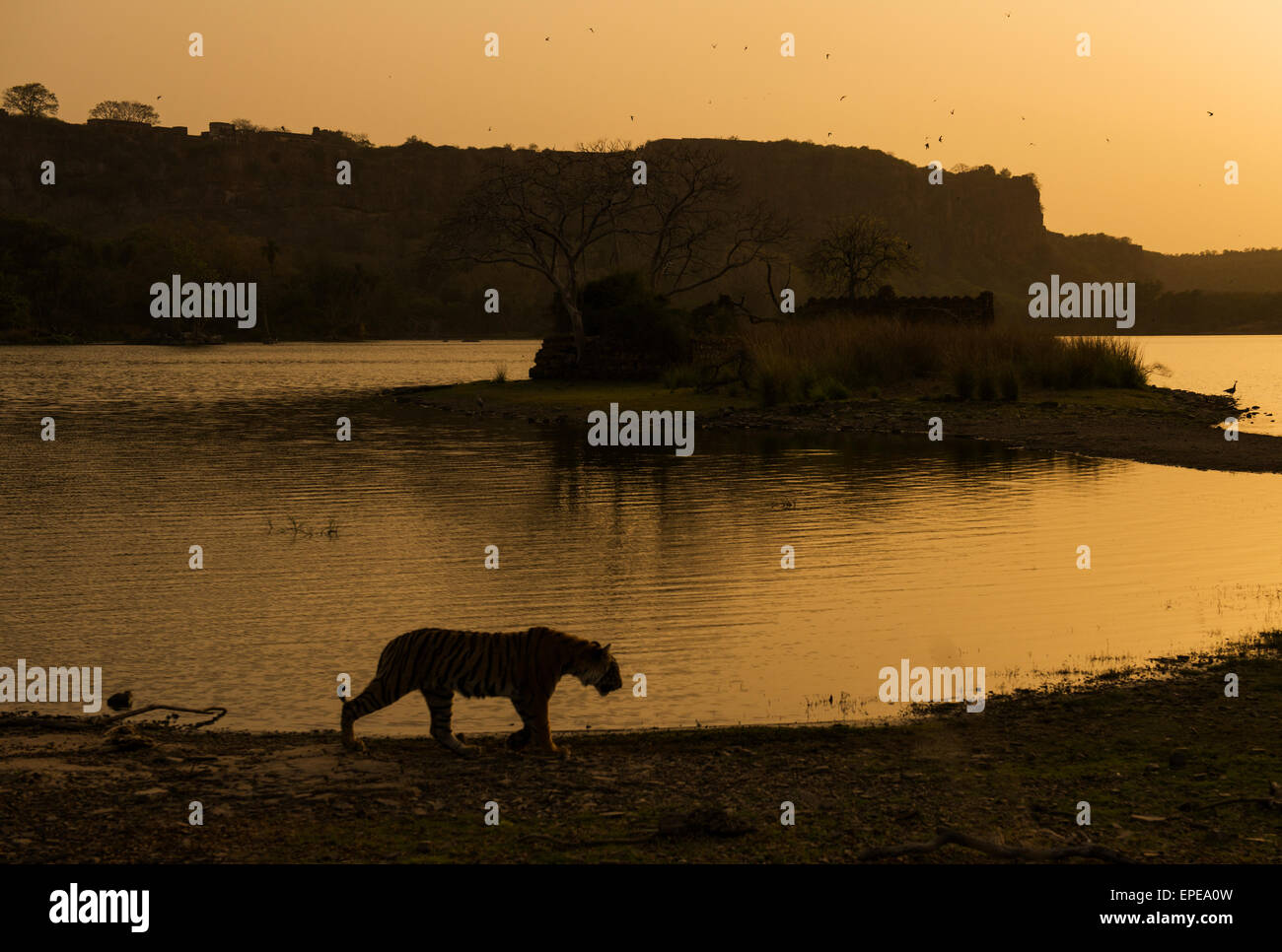 Wild Indian tiger walking along a lake at sunset in Ranthambore ...