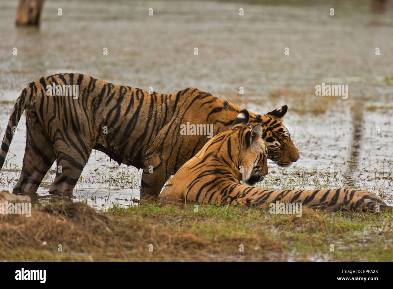 Wild mother and young sub adult Tiger nuzzling each other near the ...