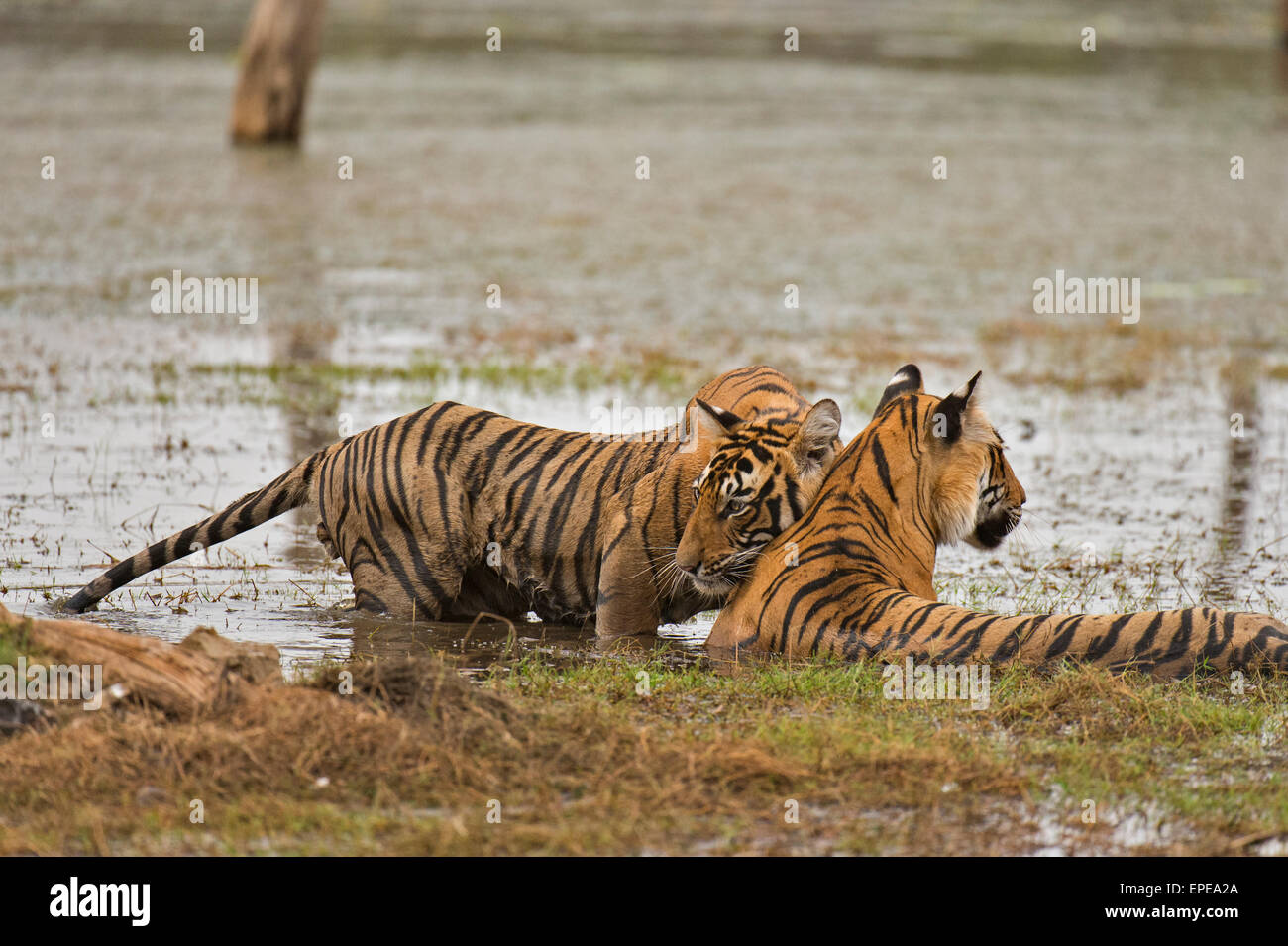 Wild mother and young sub adult Tiger nuzzling each other near the ...