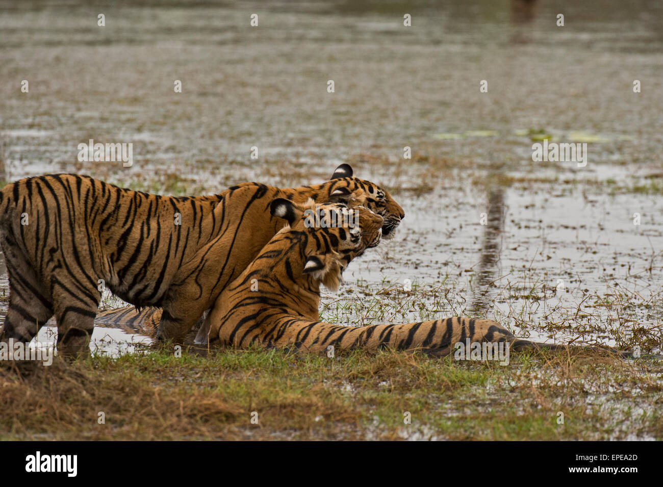 Nuzzling cats hi-res stock photography and images - Alamy