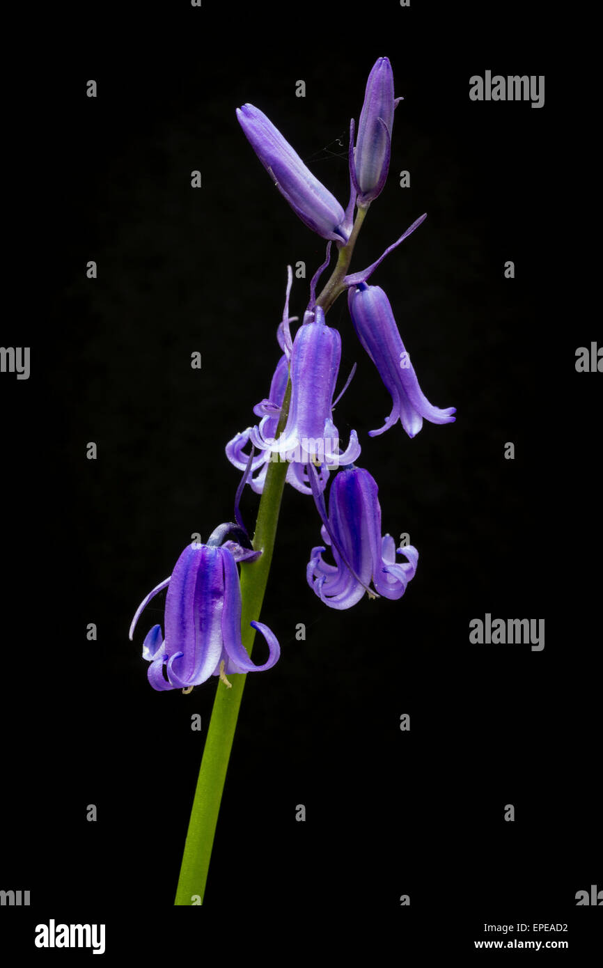 A solitary stem of a bluebell plant showing the bluebells flowers ...