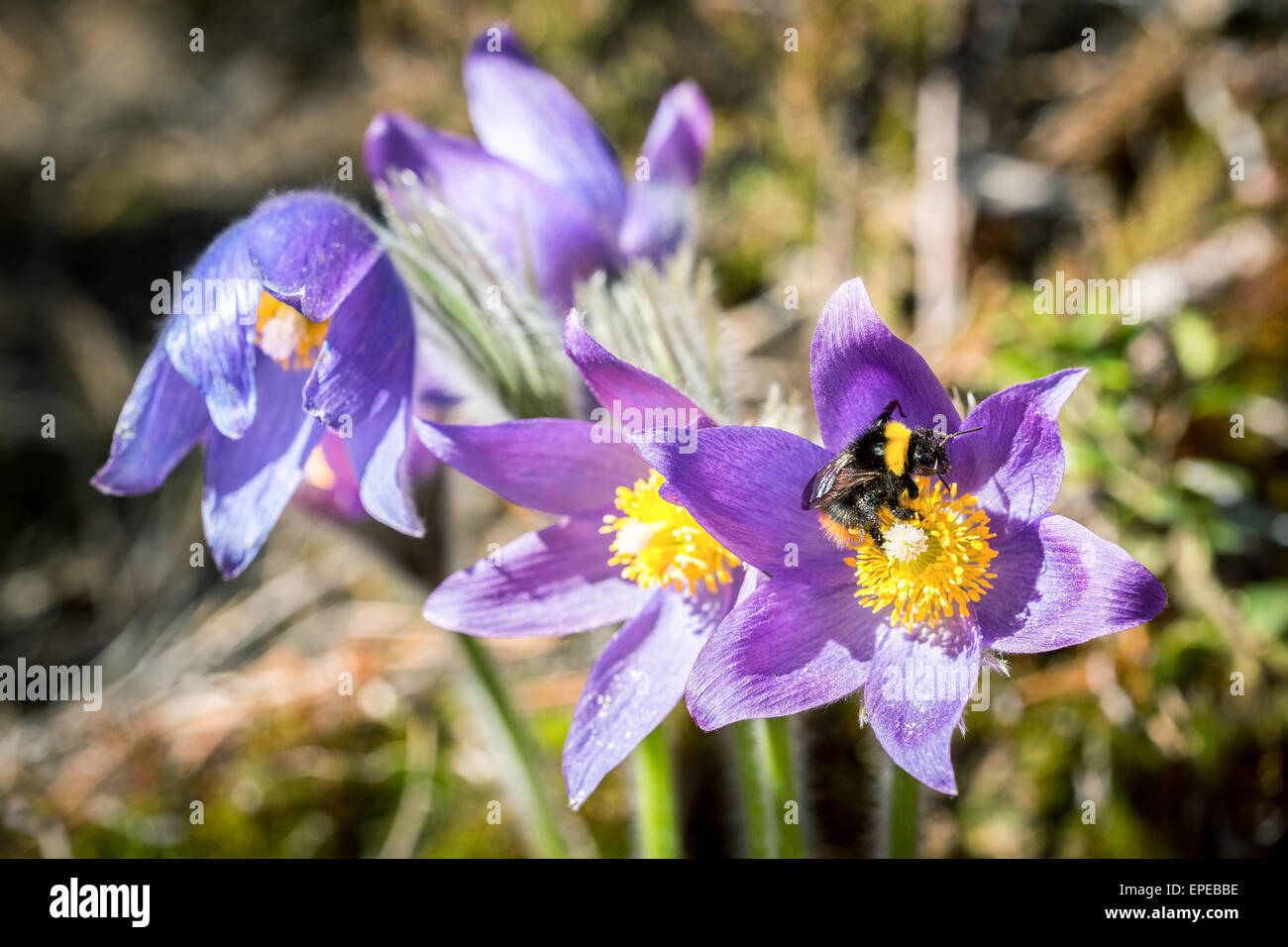 A rare Finnish flower in bloom, Kalvola, Hämeenlinna, Finland, Europe ...