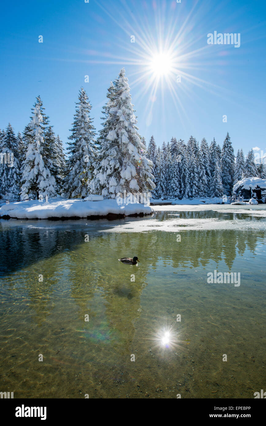 A beautiful snowy day at Switzerland Stock Photo - Alamy