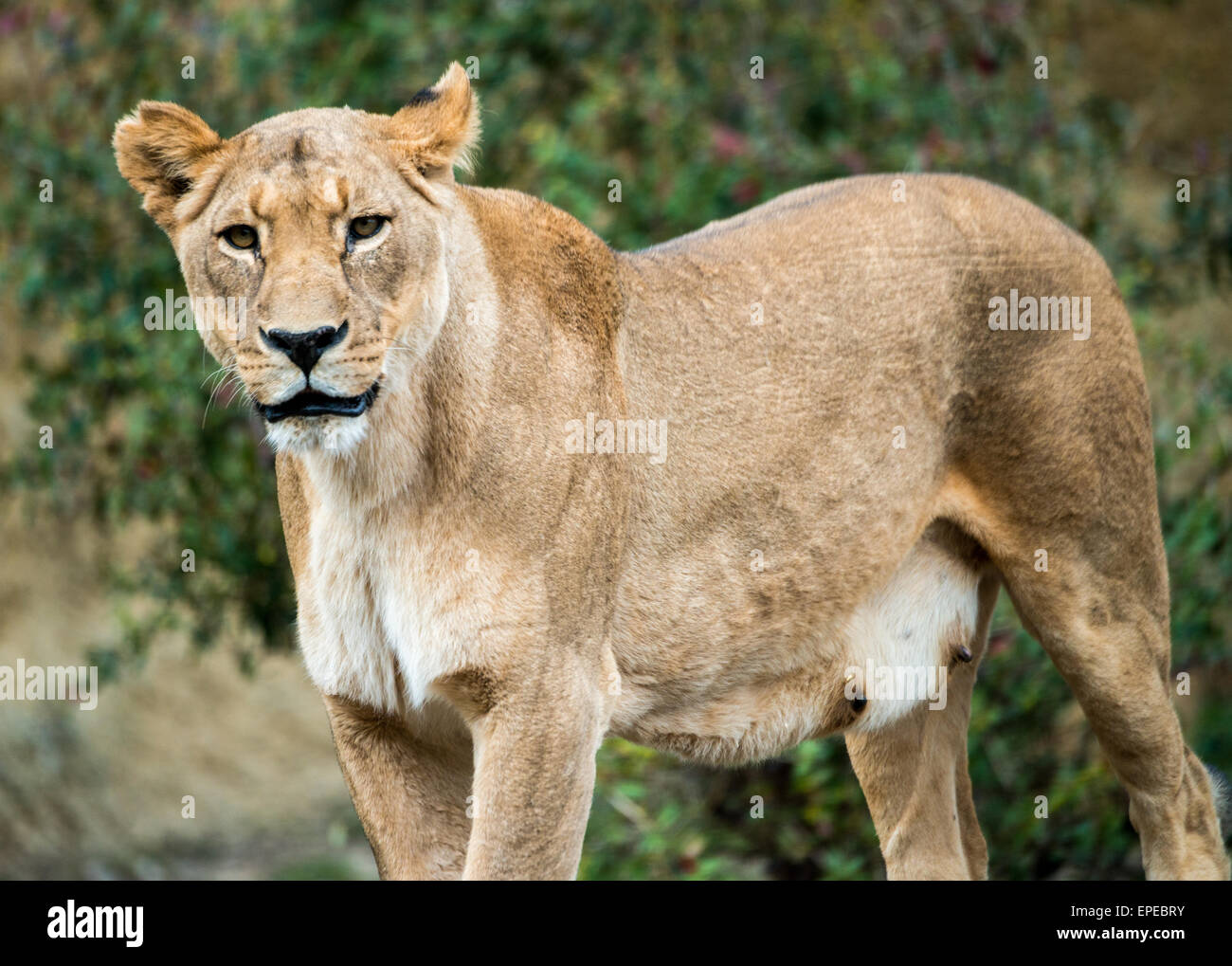 Female lioness standing hi-res stock photography and images - Alamy
