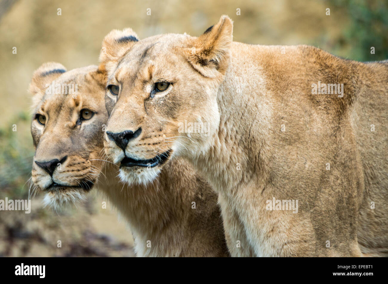 Curious lion hi-res stock photography and images - Alamy