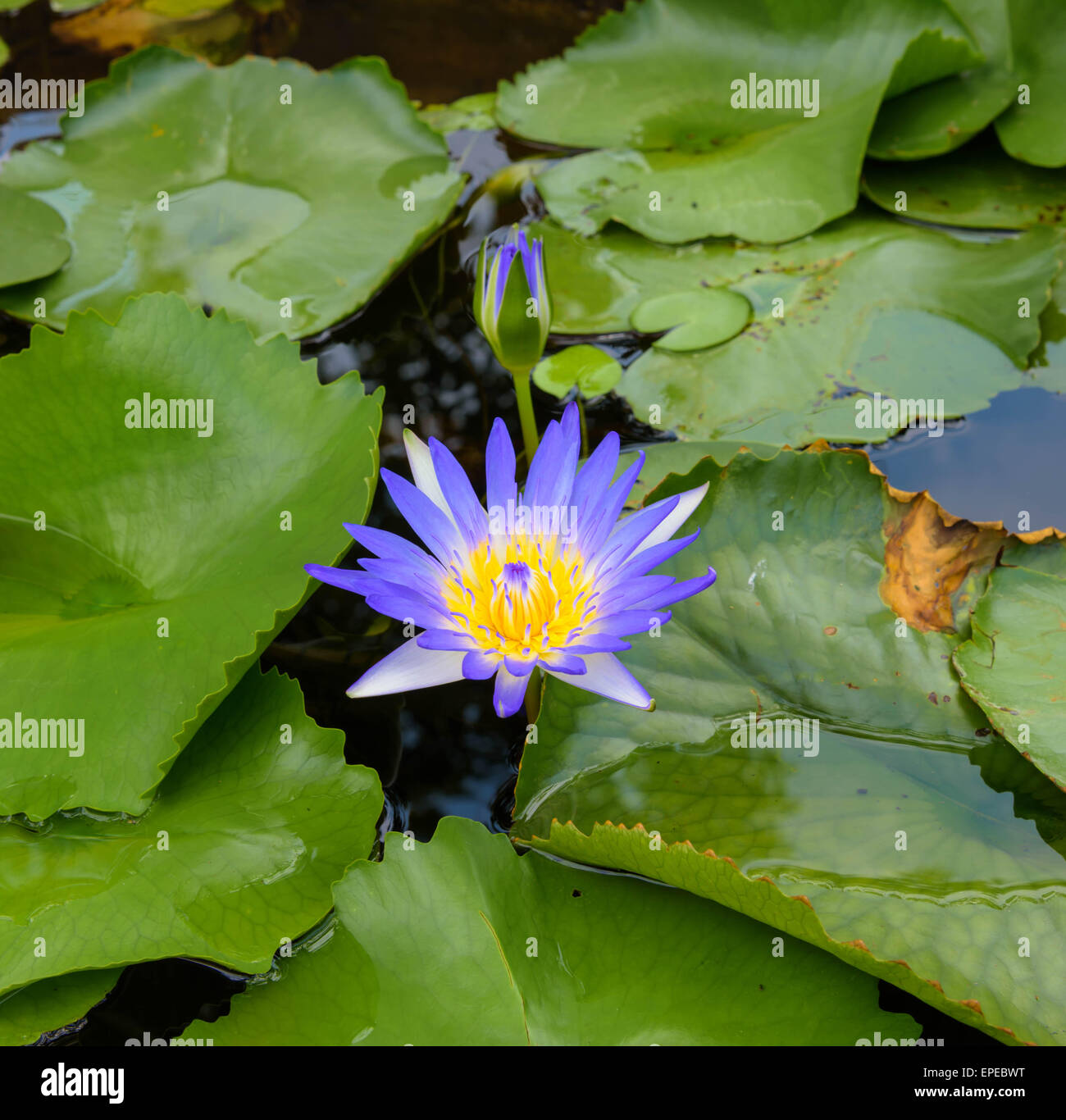 Beautiful purple lotus Stock Photo - Alamy