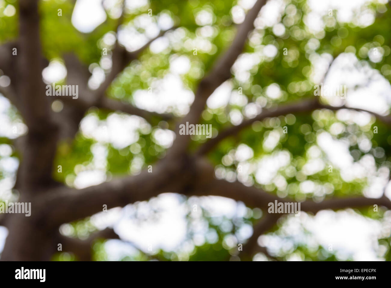 Bokeh blur from natural tree For texture background Stock Photo - Alamy