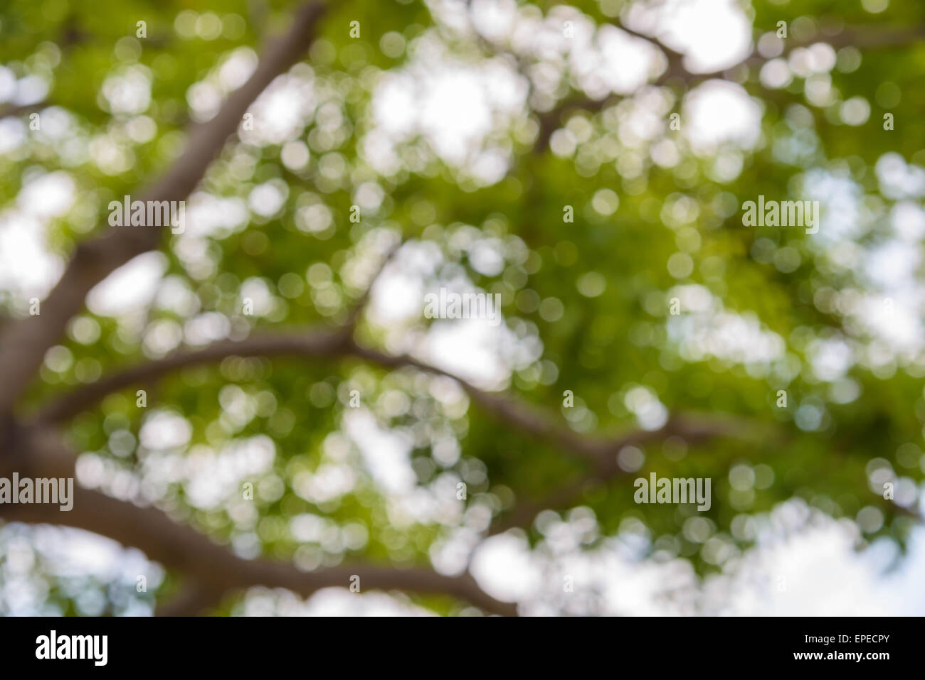 Bokeh blur from natural tree For texture background Stock Photo - Alamy