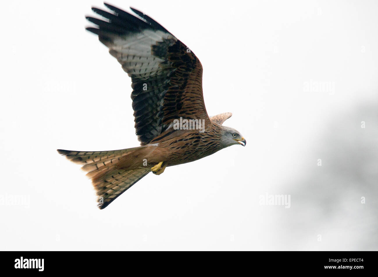 Red kite in flight hi-res stock photography and images - Alamy