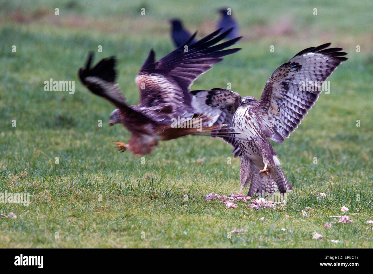 Swooping common hi-res stock photography and images - Alamy
