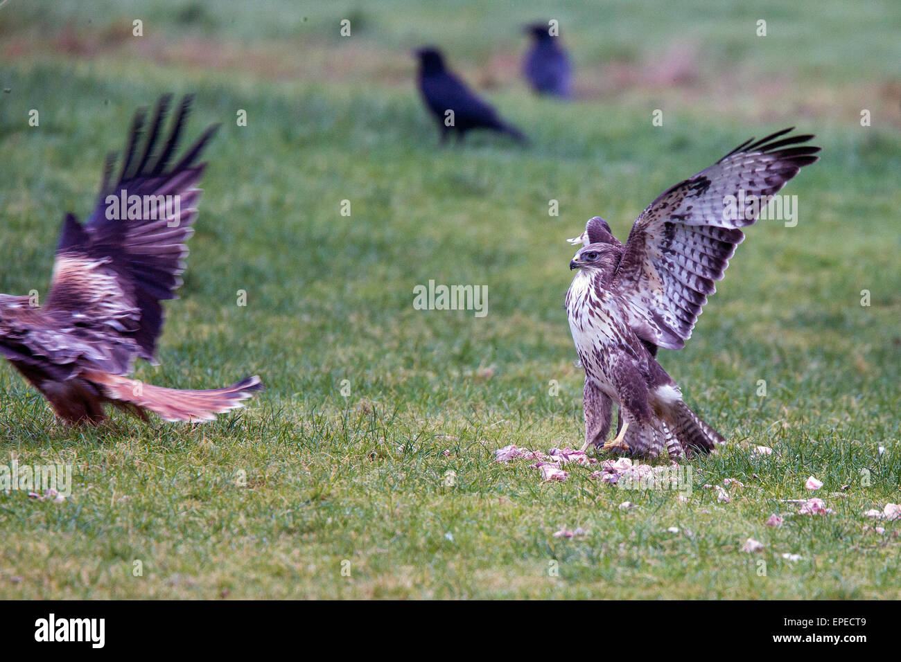 Swooping common hi-res stock photography and images - Alamy