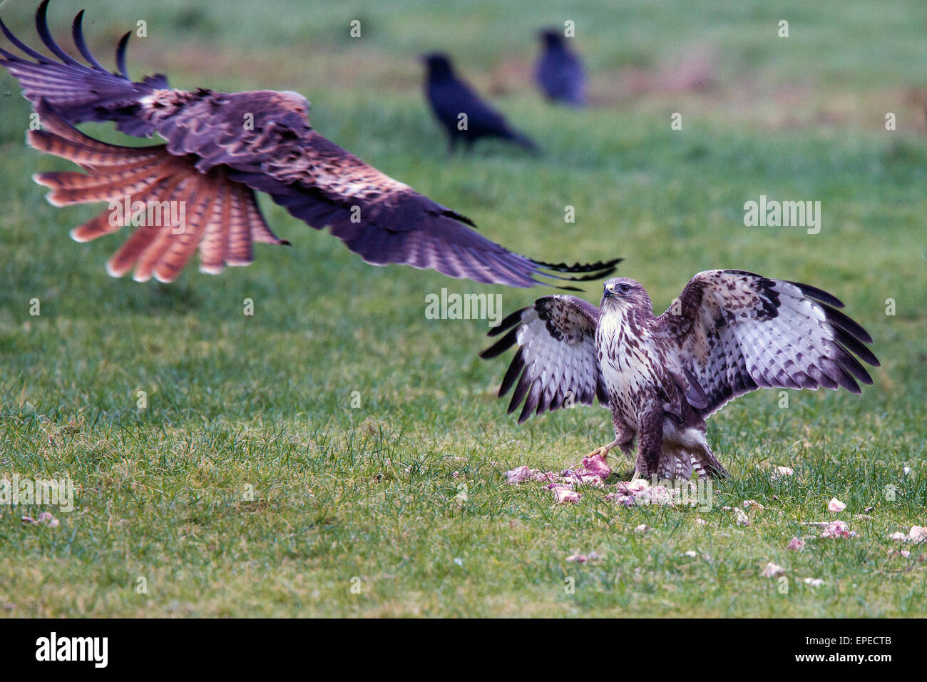 Common buzzard with spread wings hi-res stock photography and images ...
