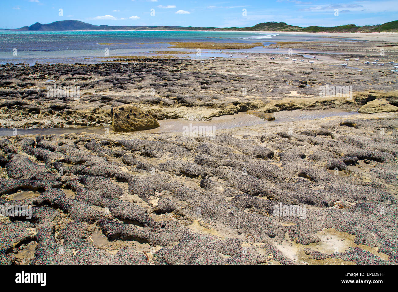 The rugged coastline at Green Point in Marrawah Stock Photo - Alamy