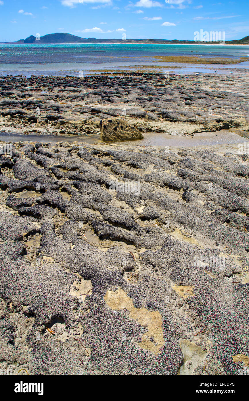 The rugged coastline at Green Point in Marrawah Stock Photo - Alamy