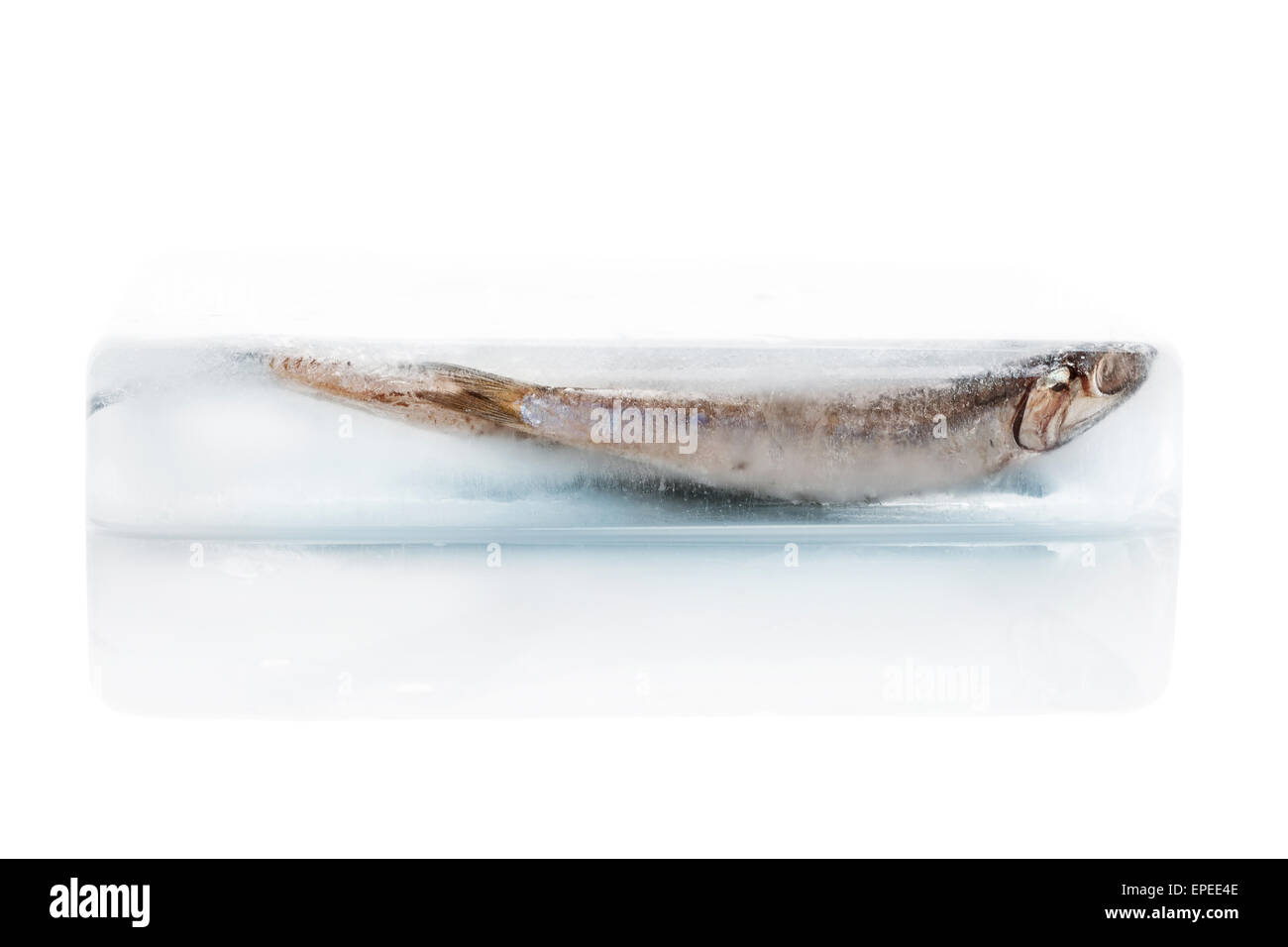 Fresh anchovy fish frozen in ice block isolated on white background ...