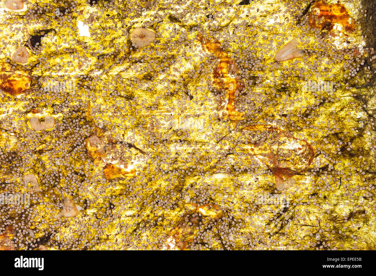 Seaweed. Bright yellow abstract seaweed background. Healthy asian algae ...