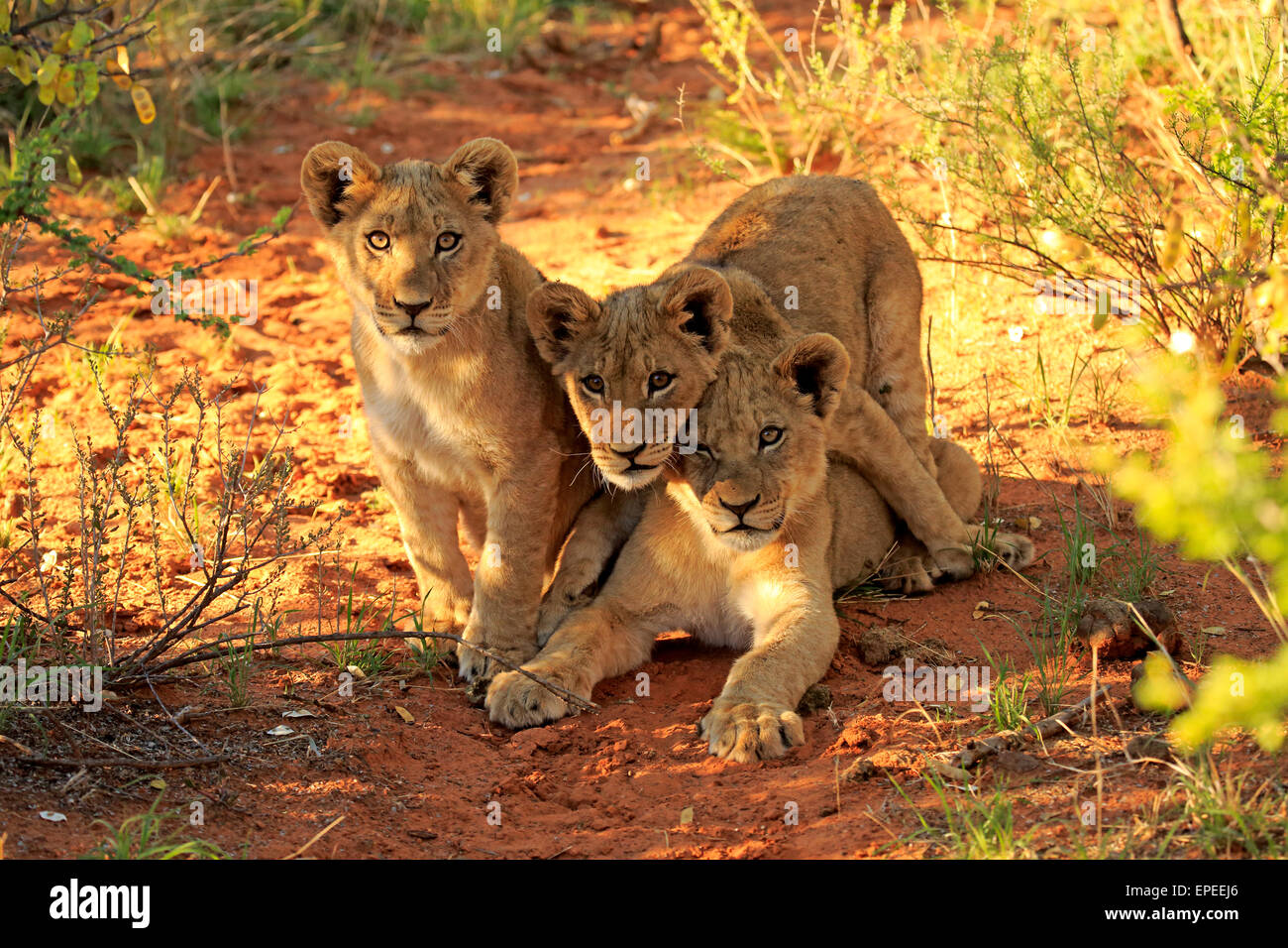 Lions (Panthera leo), three cubs, four months, Tswalu Game Reserve ...