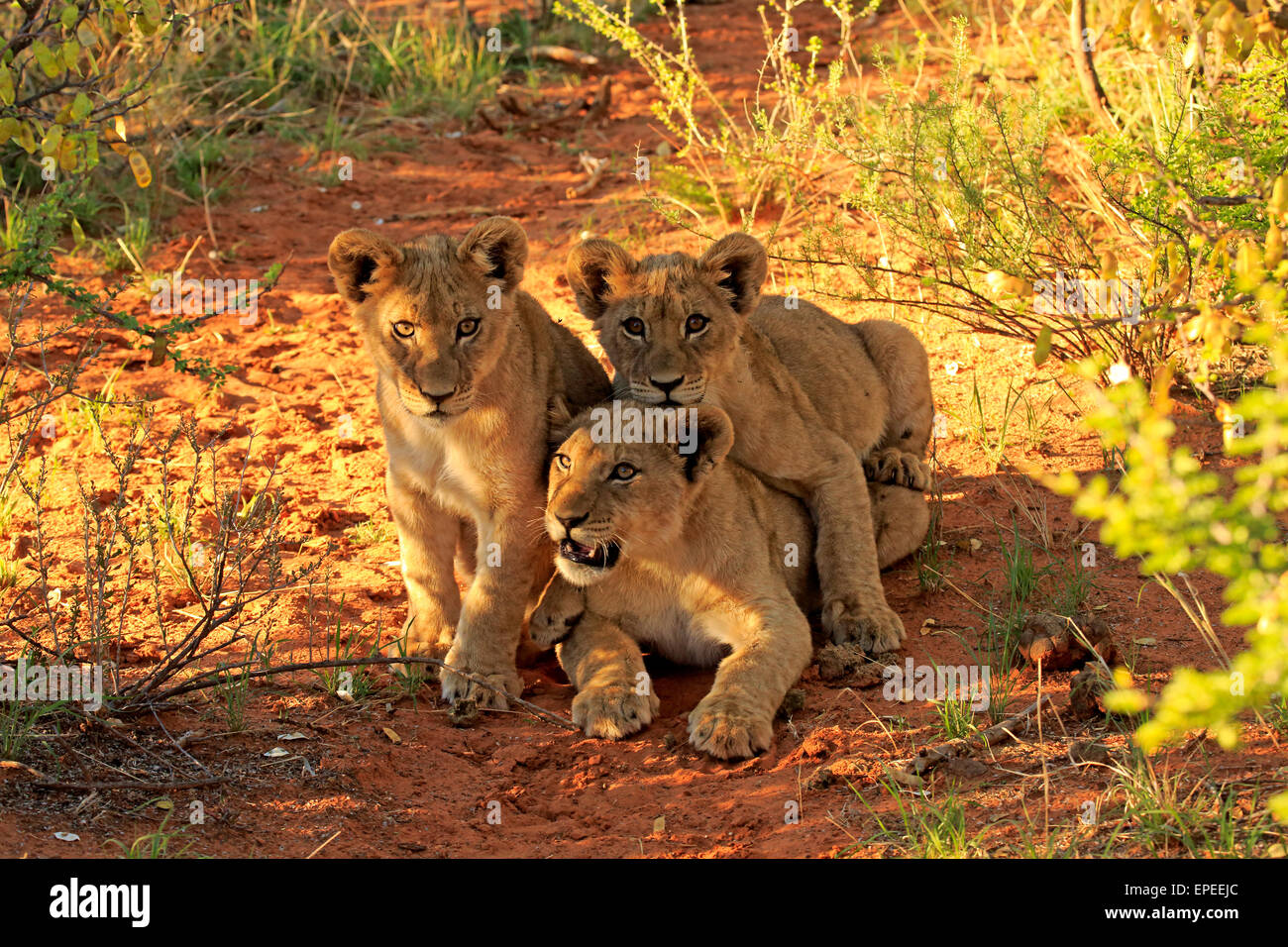Lions (Panthera leo), three cubs, four months, Tswalu Game Reserve ...