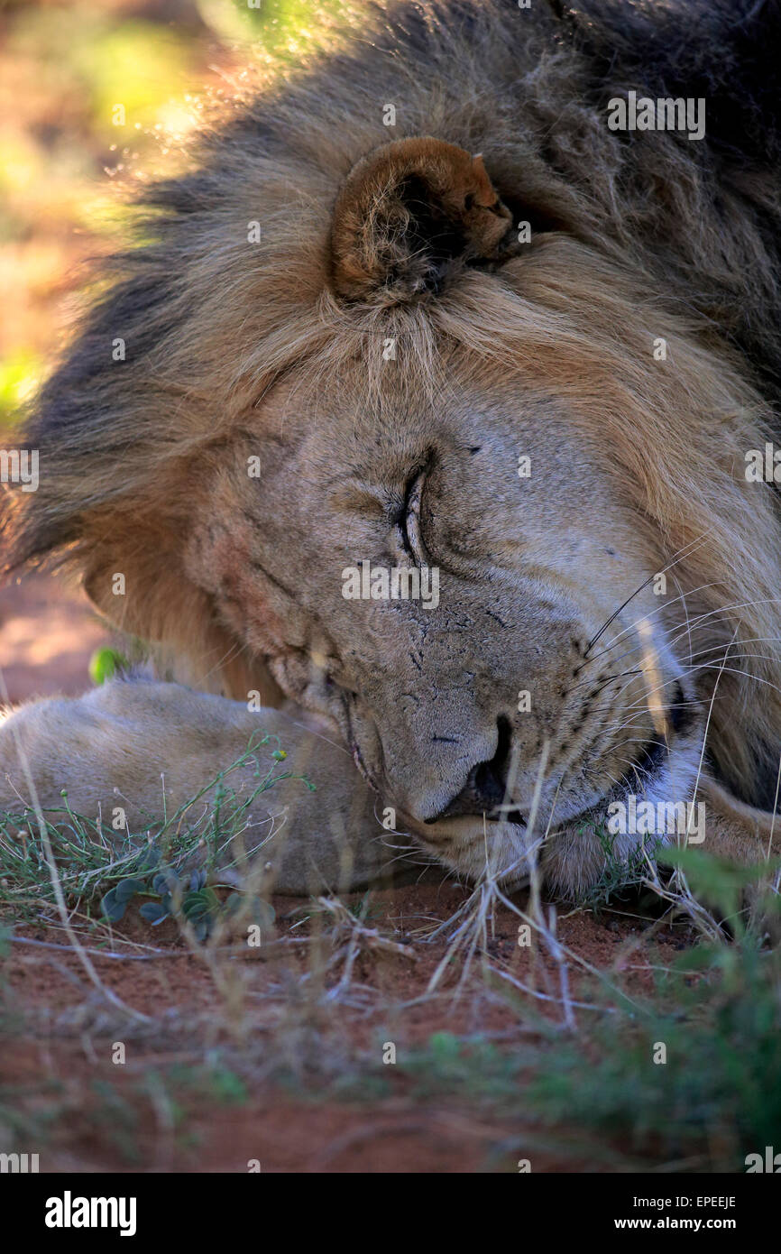Lion (Panthera leo), male, sleeping, Tswalu Game Reserve, Kalahari ...