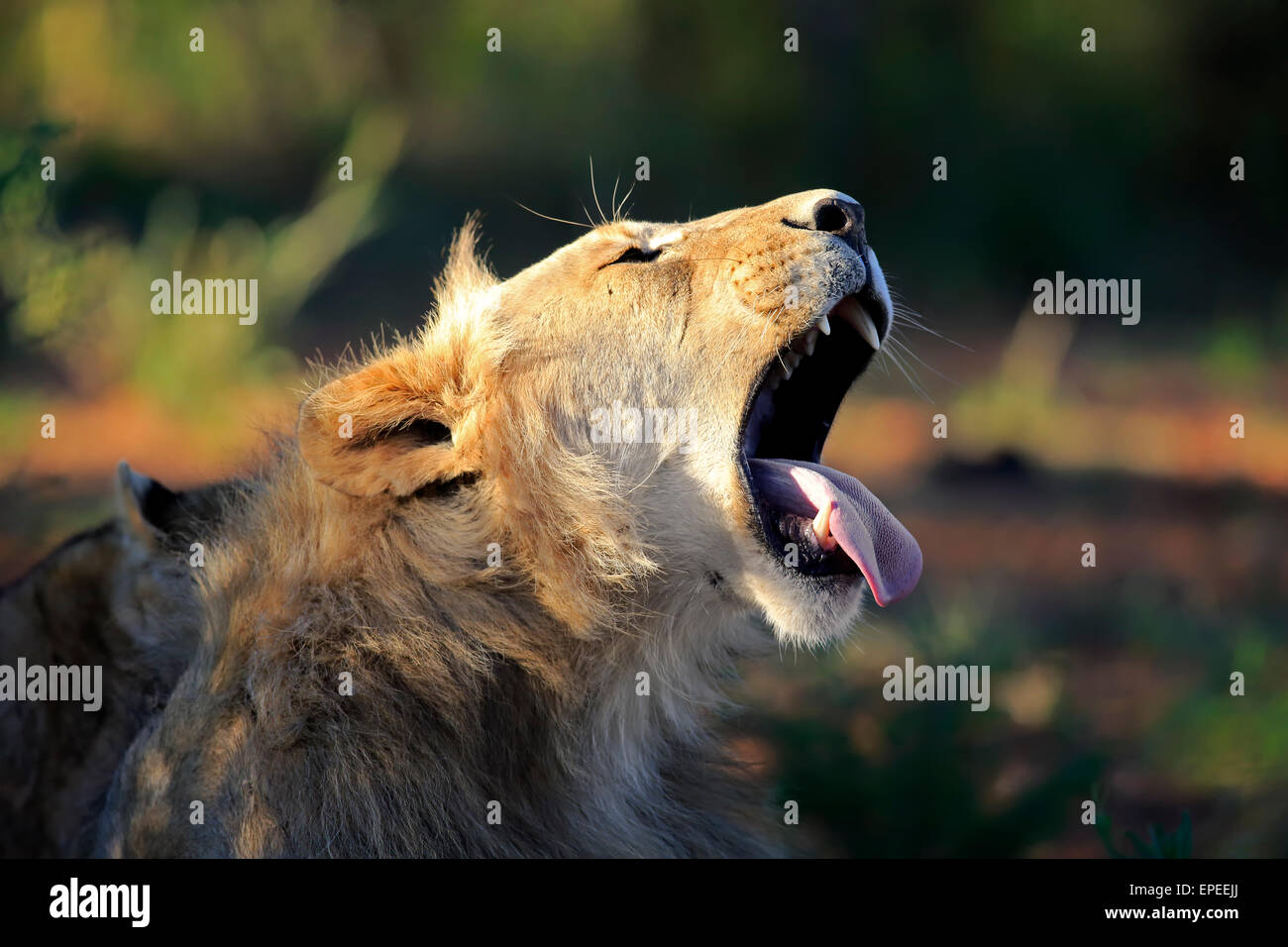 Lion yawn side view hi-res stock photography and images - Alamy