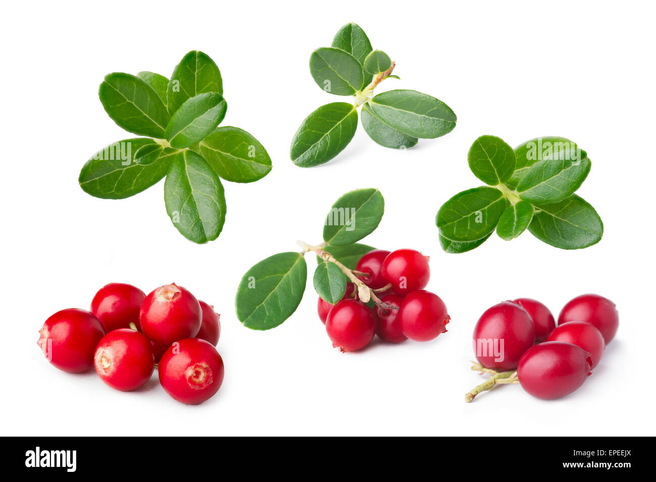 Wild cowberry with its leaves separated. Set of isolated parts of ...