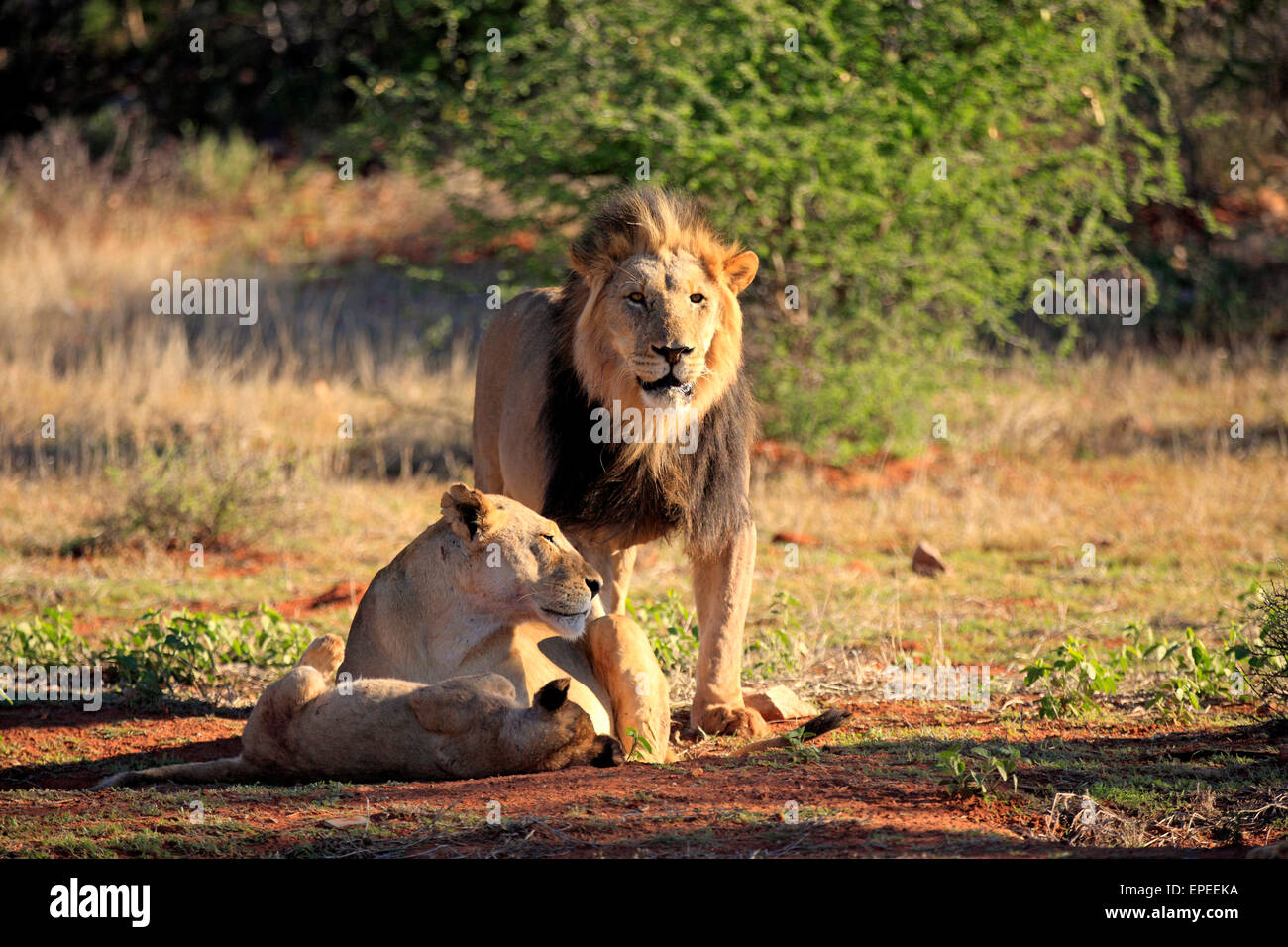 Lions (Panthera leo), lion family, Tswalu Game Reserve, Kalahari Desert ...