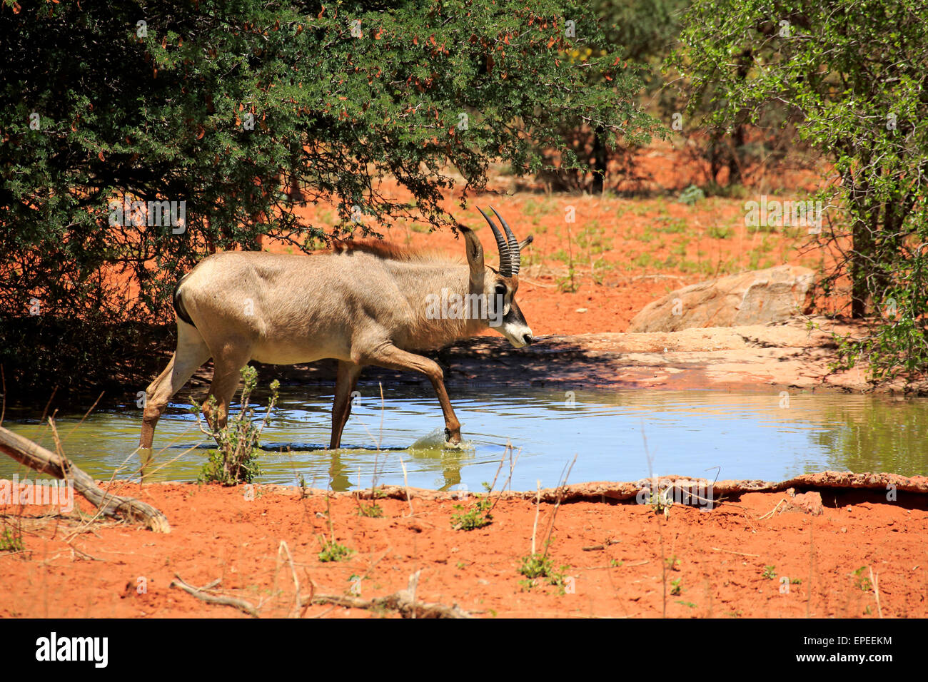 Kalahari antelope hi-res stock photography and images - Alamy