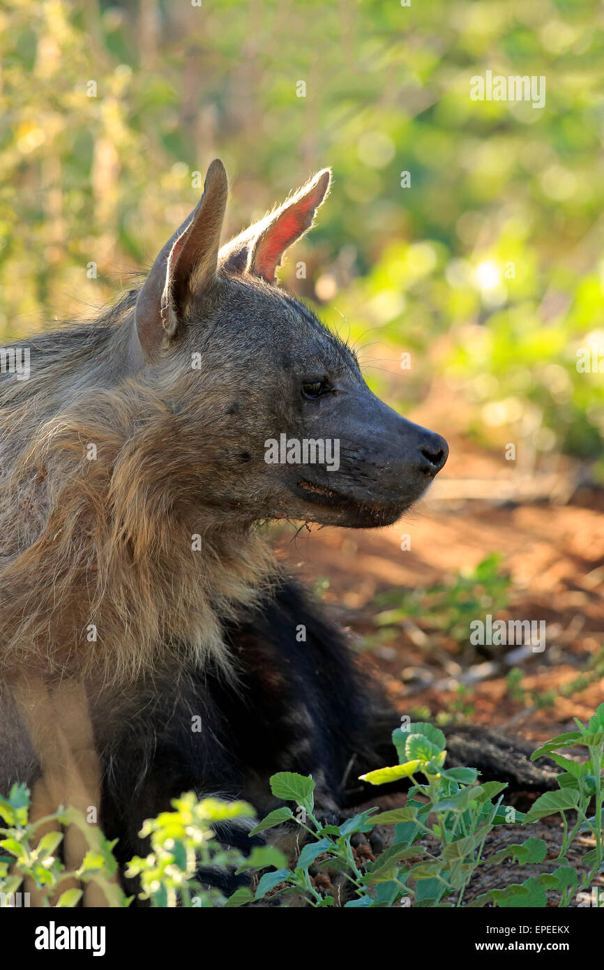 Hyena see also hyaena hi-res stock photography and images - Alamy