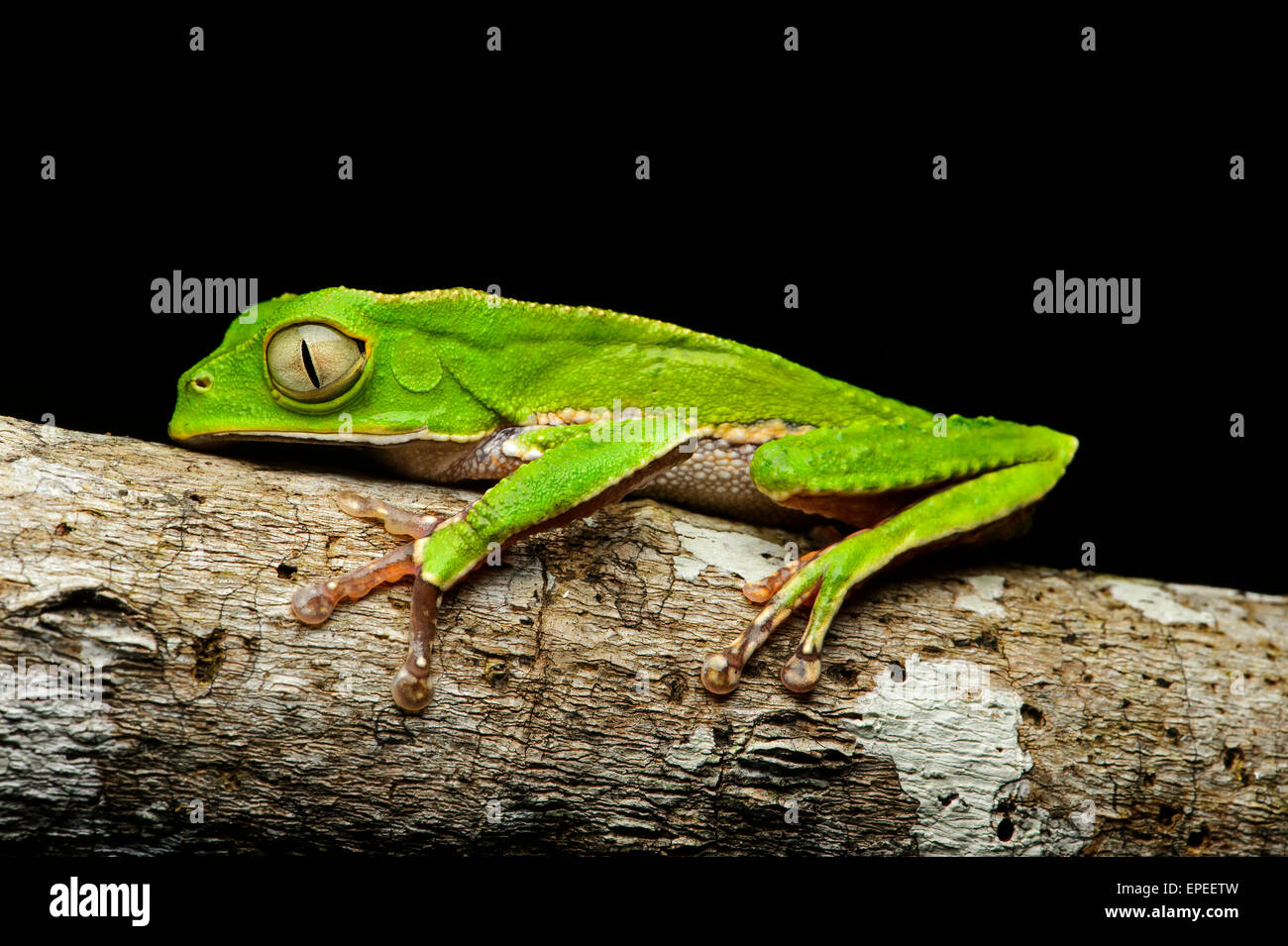 Slender tree frog hi-res stock photography and images - Alamy
