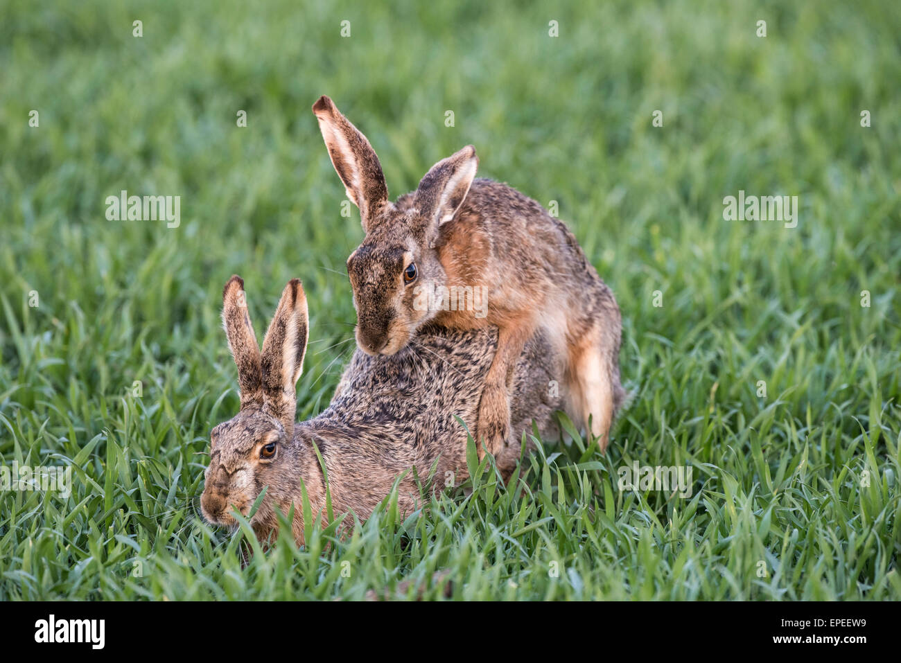 Mating hares hi-res stock photography and images - Alamy