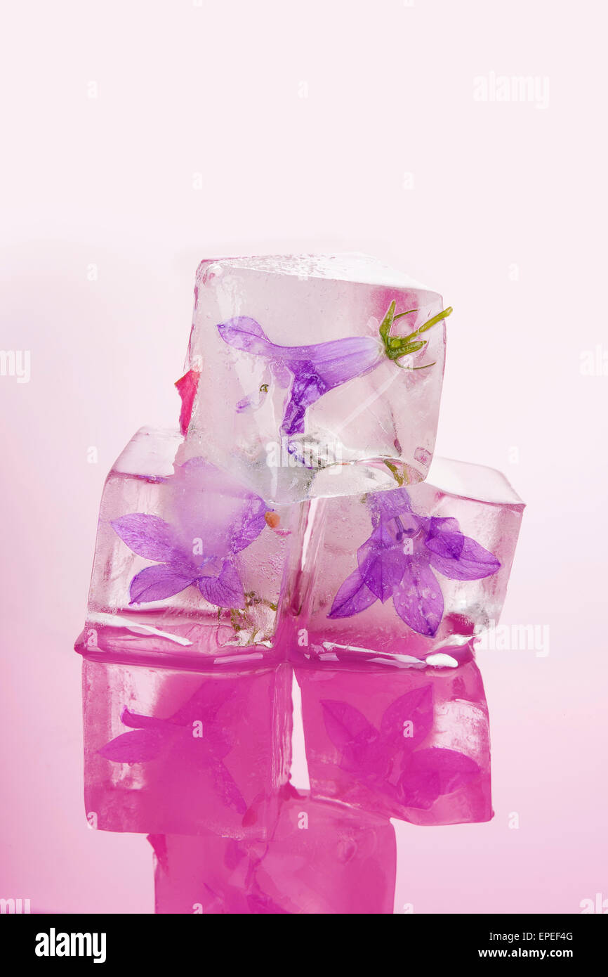Beautiful flower blossom frozen in ice cubes isolated on pink ...