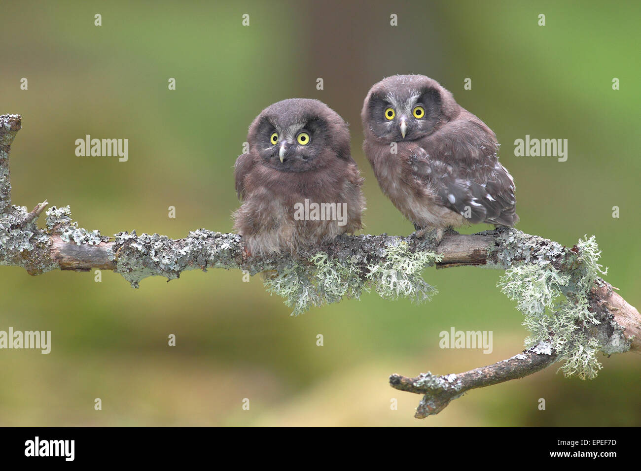 Boreal owls (Aegolius funereus), two fledglings sitting on a lichen ...